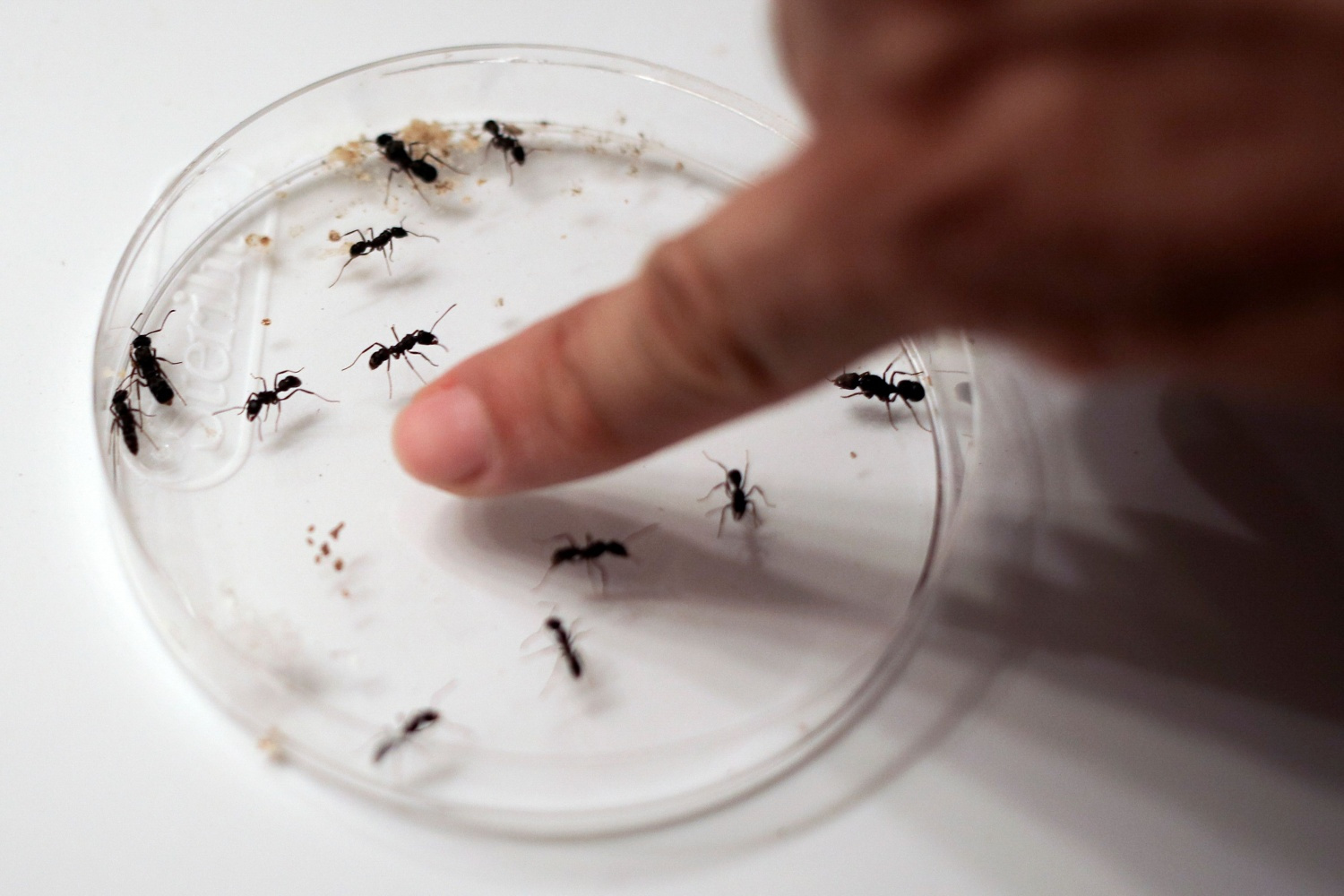 Ants Detect Cancer Tumors Through Smelling Patients' Urine