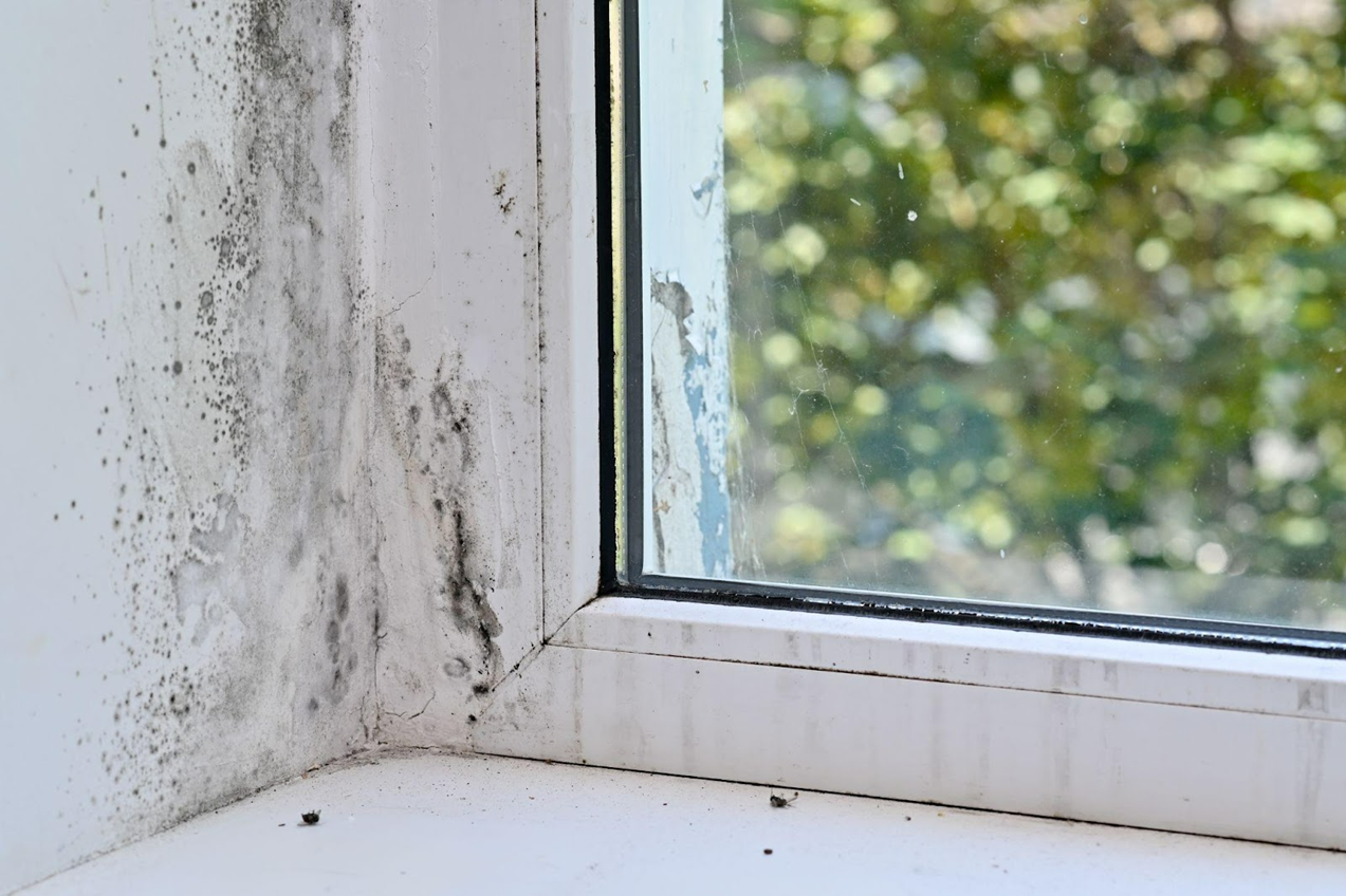 Mold Is Costing Americans Billions, Here Is the Simple Tech That Stops It
