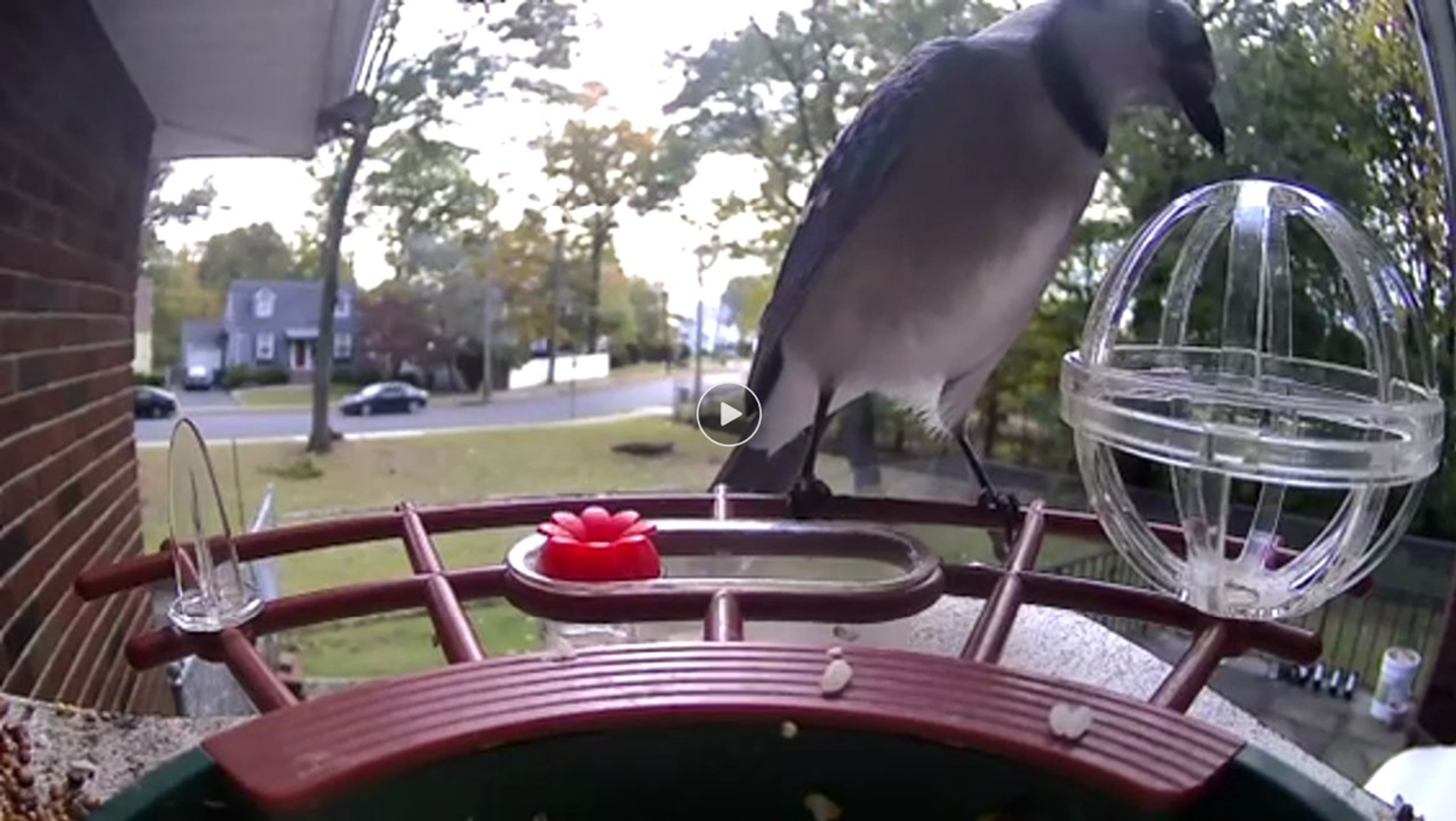 DETIKO Smart Bird Feeders Make Everyday Birdwatching Easier