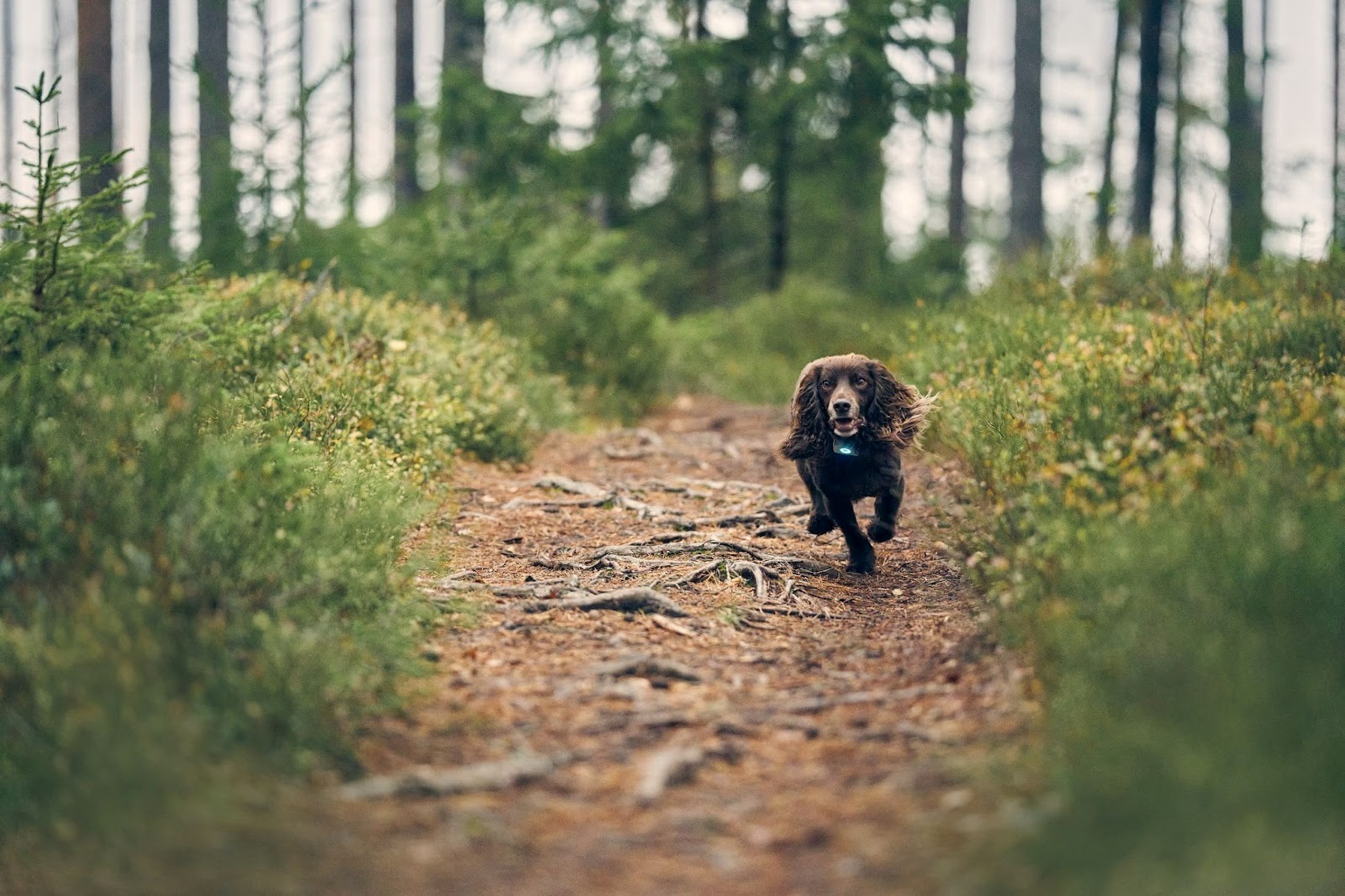 Solving the Pain Points of Traditional Pet Technology with Lildog's ...