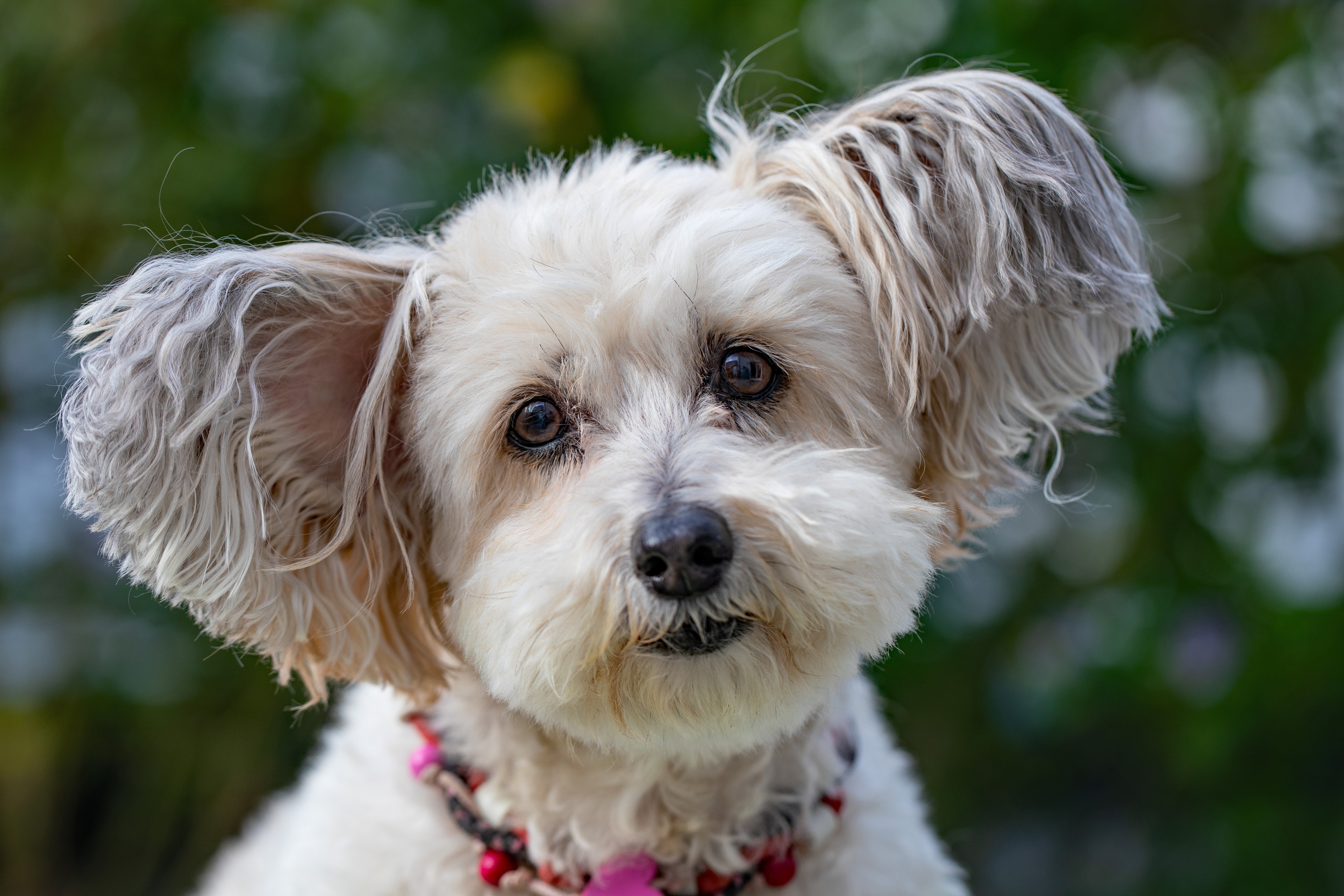 Pet Tech in 2026 Features AI Dog Collars, Smart Pet Feeders, and GPS ...