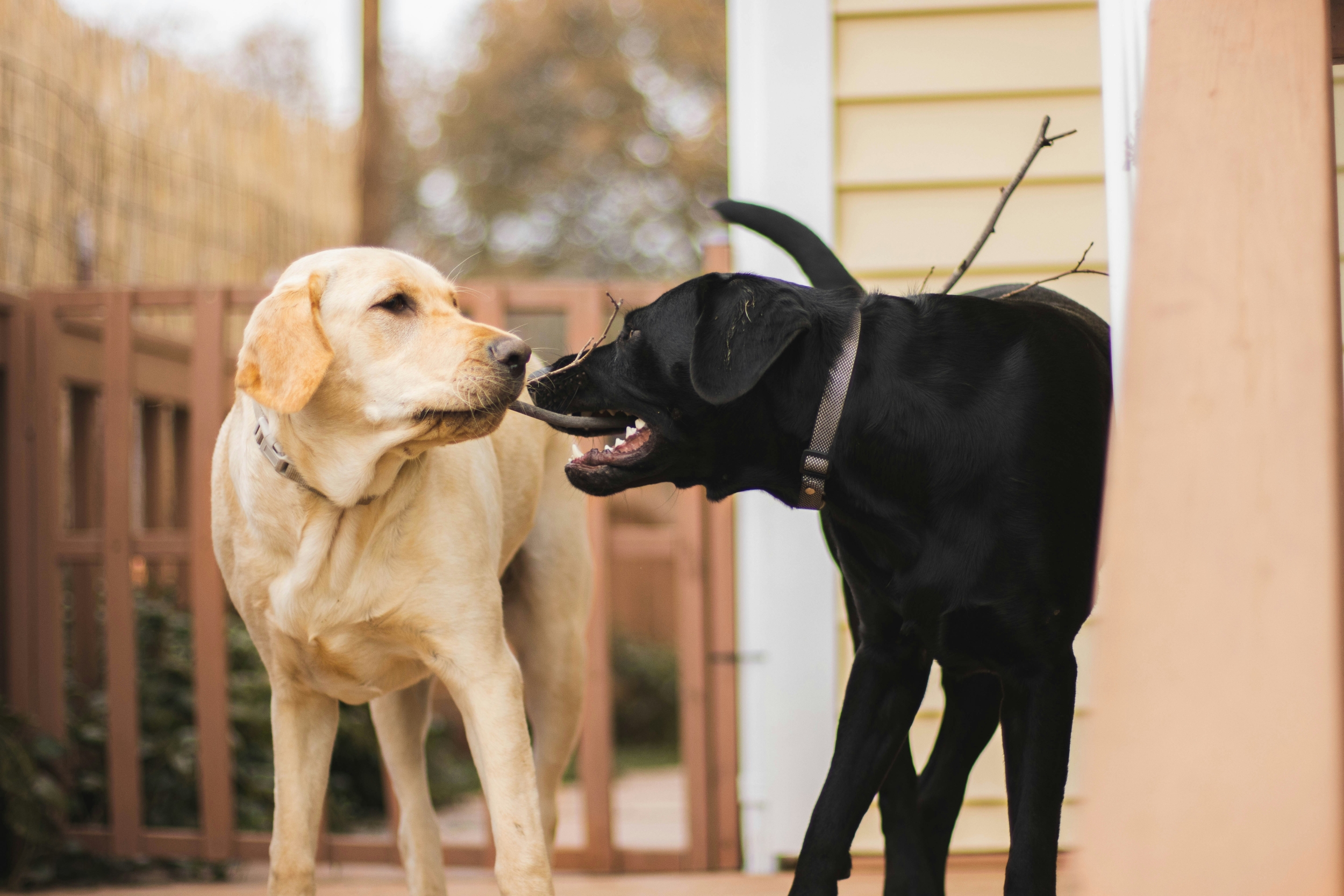 Ring Search Party Explained: How AI Finds Lost Pets and Devices Using ...