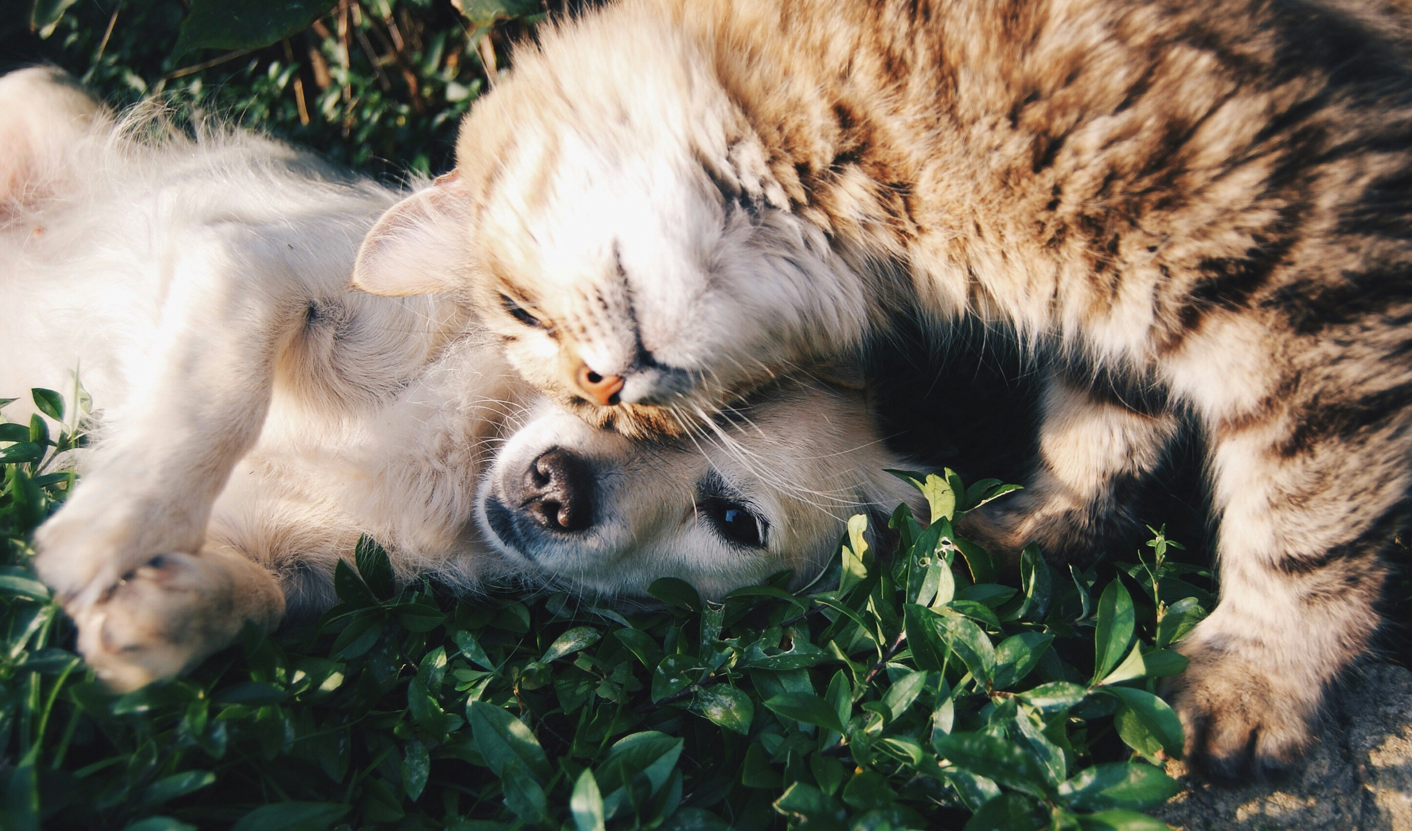 Best Accessories and Gadgets for Pet Owners in 2026: Essential Gear for ...
