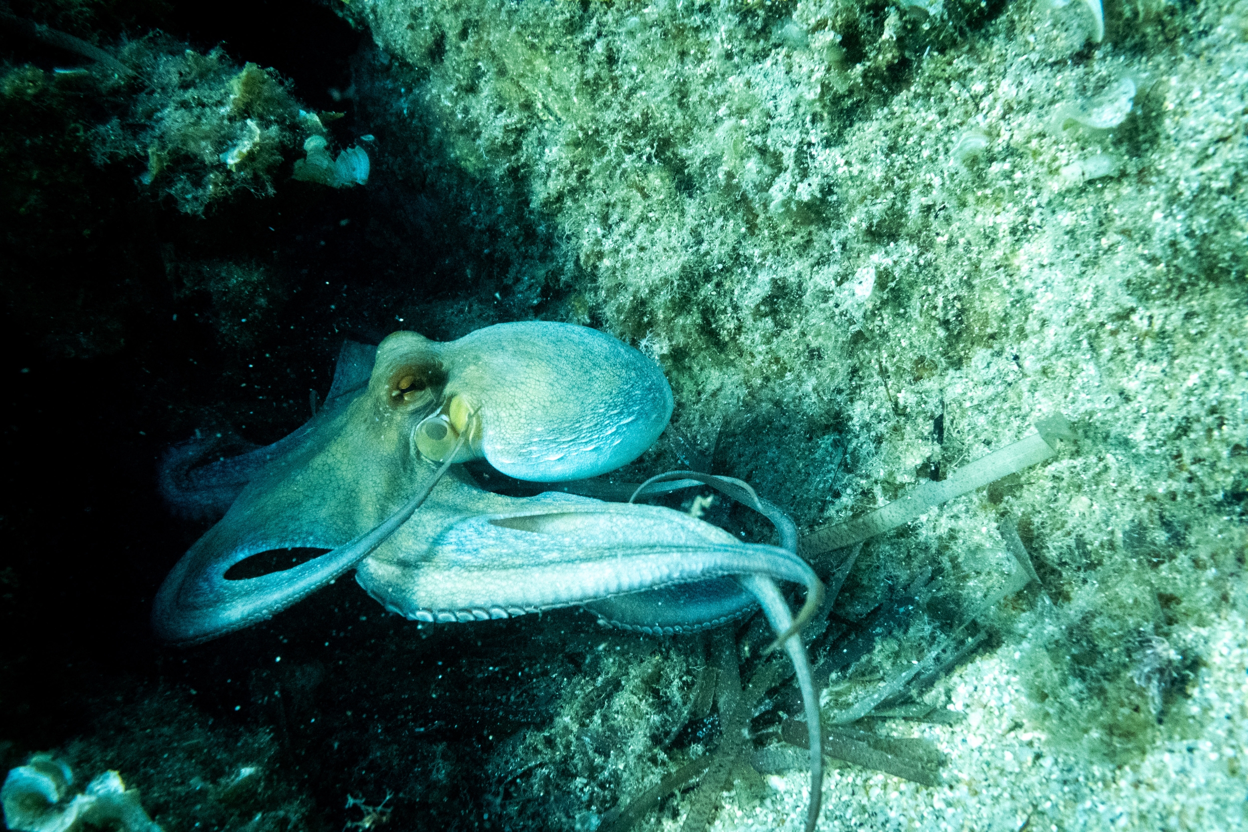 New Deep-Sea Octopus Discovered Near Galápagos Forces Textbook Revision