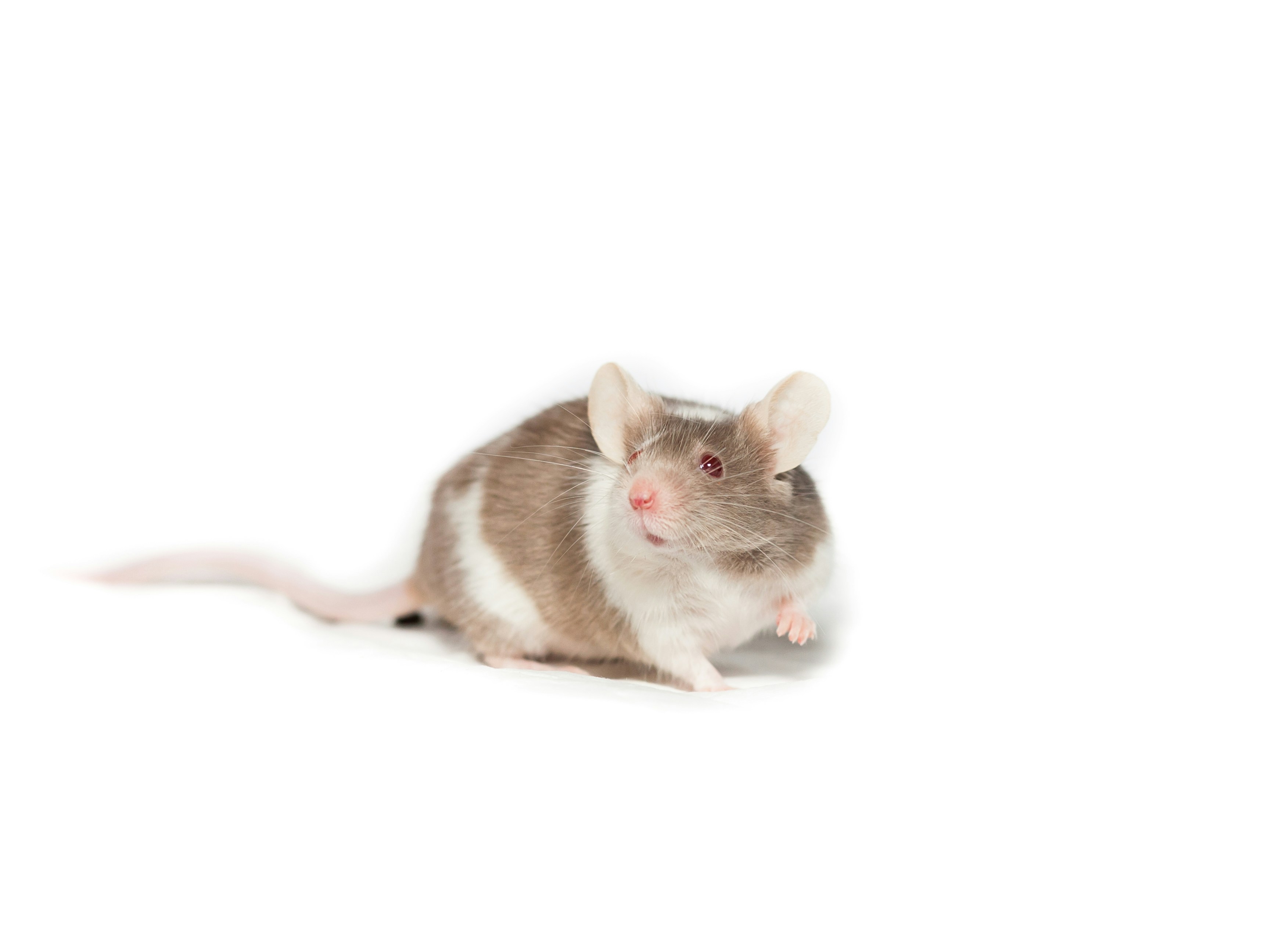Mammal Tissue Regeneration Activated: FGF2 and BMP2 Override Scarring ...